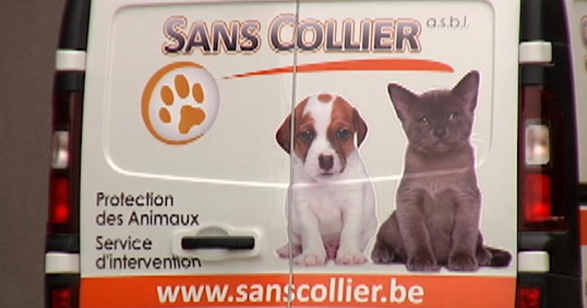 Transfert des animaux au nouveau refuge de "Sans Collier" | Canal Zoom