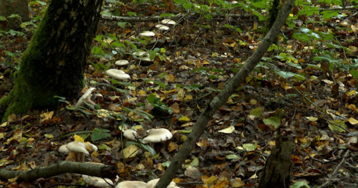Saison des champignons : une meilleure année pour la cueillette | Canal ...