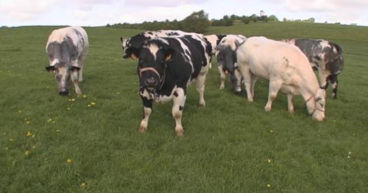 Vaches, méthane et GPS... | Canal Zoom