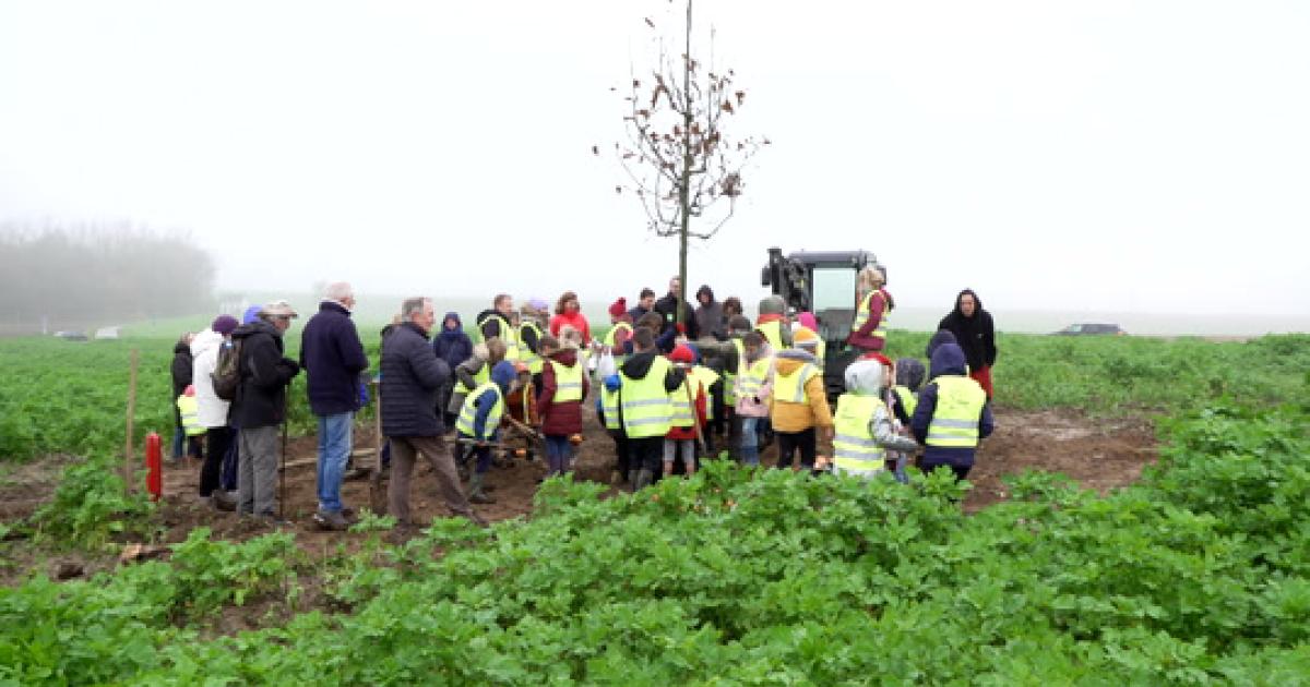 L'arbre "Tempête", le nouveau point de repère du Diquet à Ernage ...