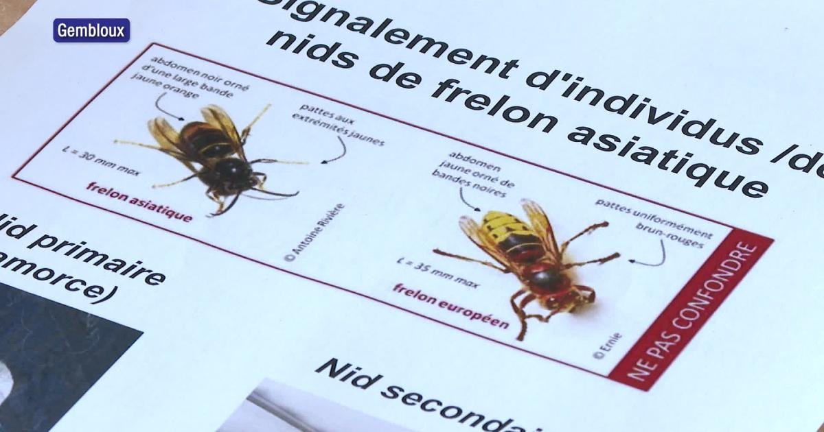 Quels réflexes adopter face aux frelons ? | Canal Zoom