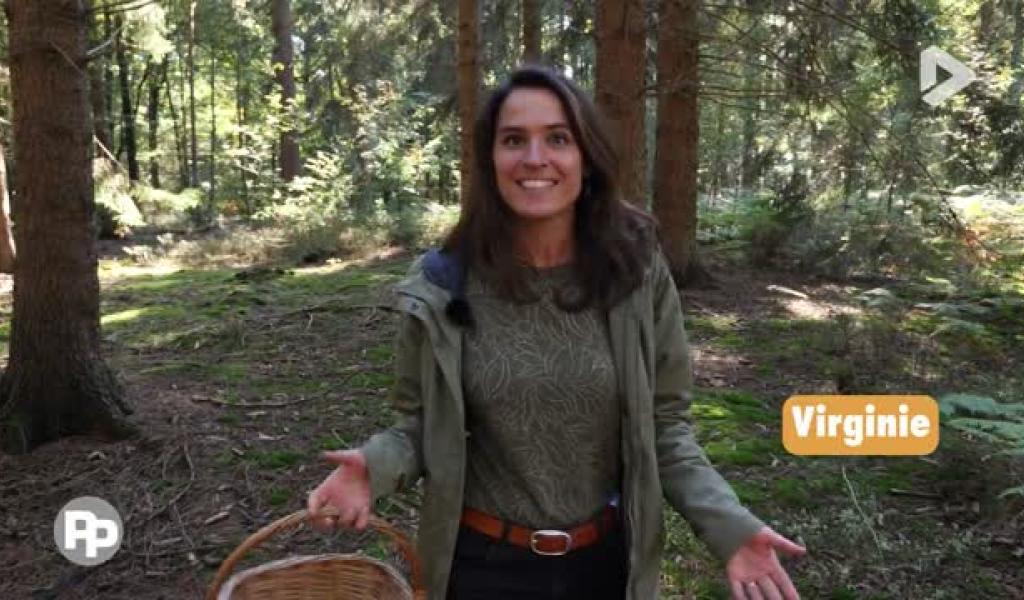 Entrez c'est tout vert - Tout savoir sur l'épicéa | Canal Zoom